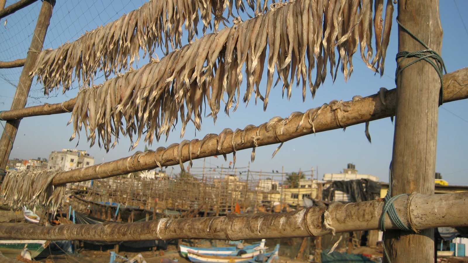 Fish Mumbai Types - 1600x900 Wallpaper - teahub.io