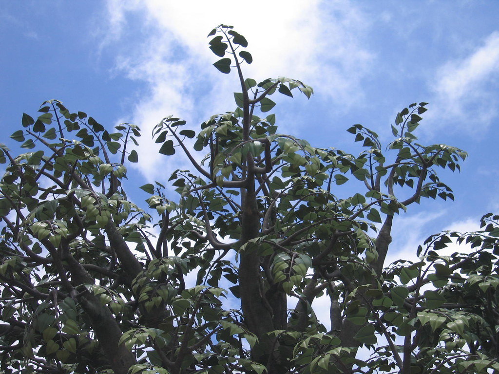 Plane-tree Family - 1024x768 Wallpaper - teahub.io