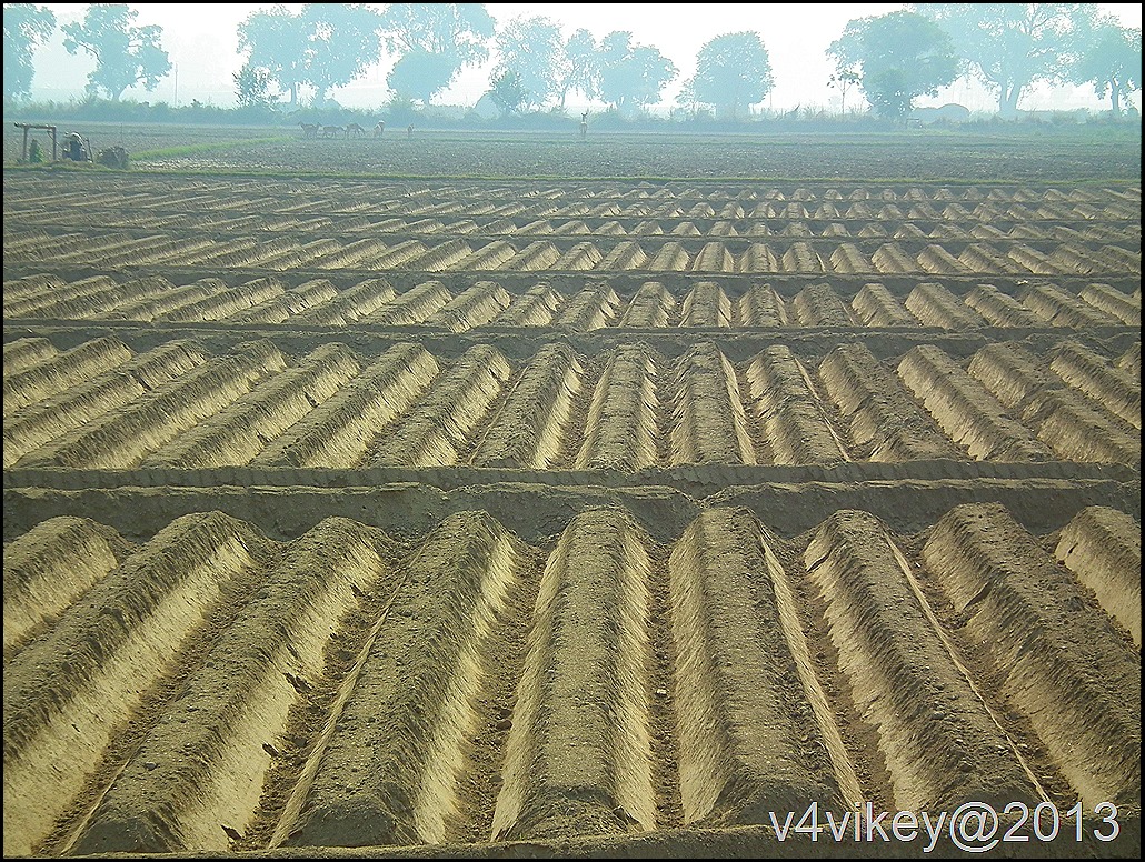 Beauty Of Indian Fields - Field - 1030x776 Wallpaper - teahub.io