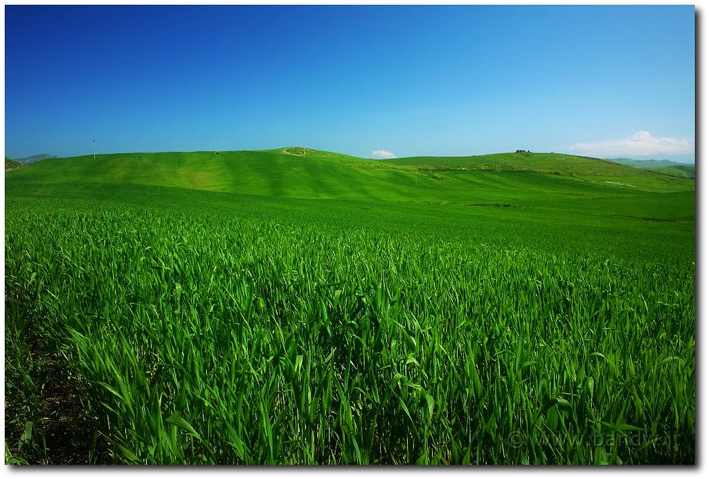 Paddy Field - 1024x691 Wallpaper - teahub.io