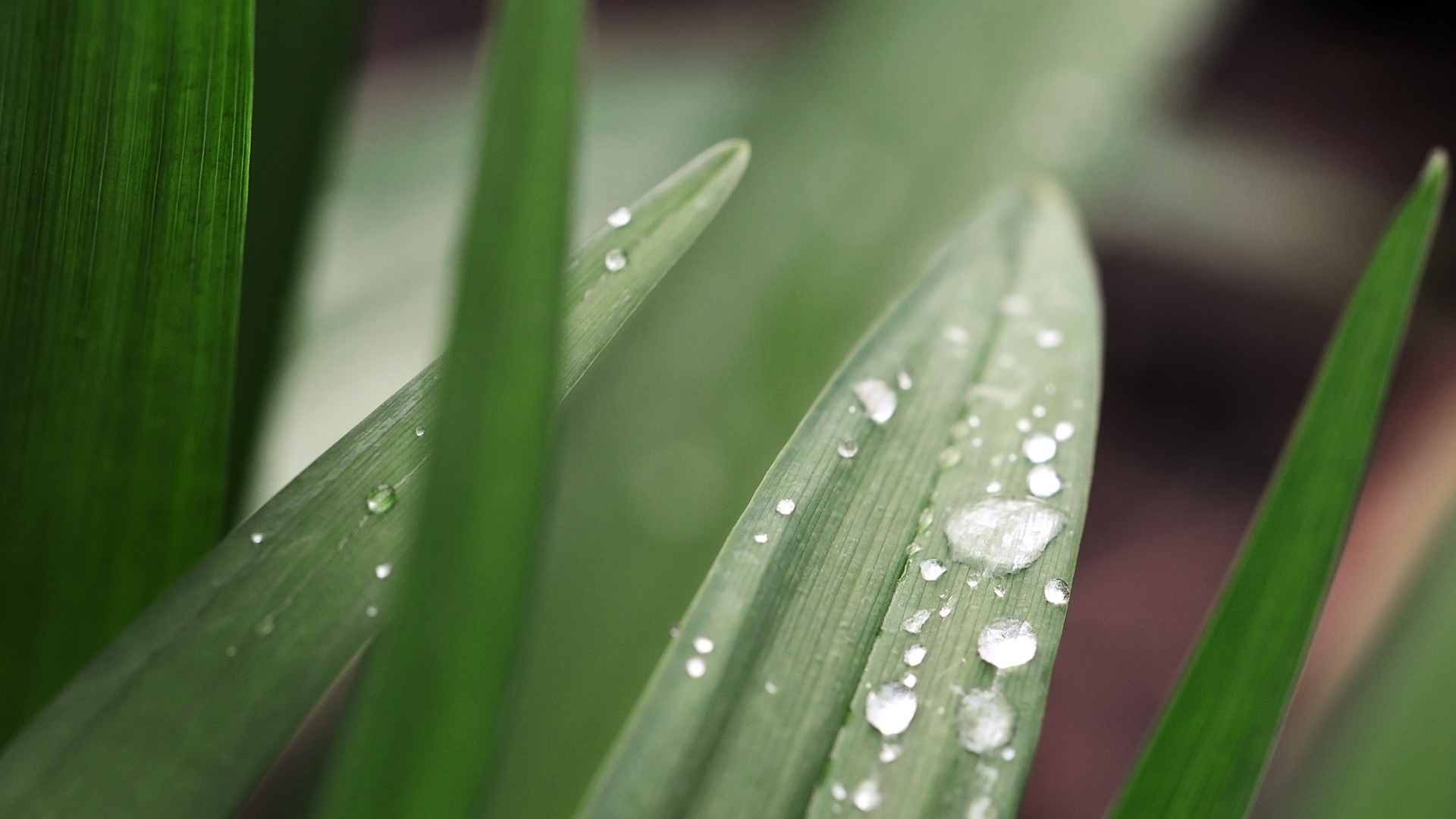 After Rain Wallpaper Hd - 1920x1080 Wallpaper - teahub.io