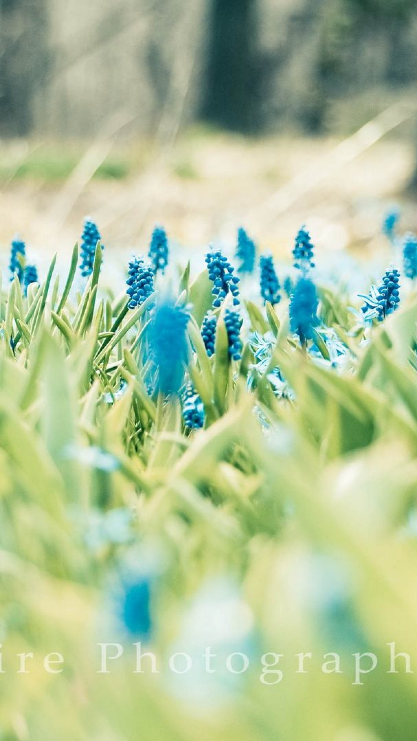 Staying In Vibrational Alignment - 1440x2560 Wallpaper - teahub.io