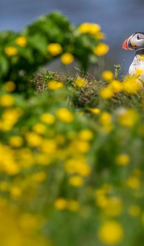 Puffin, Yellow Flowers - Tansy - 600x1024 Wallpaper - teahub.io