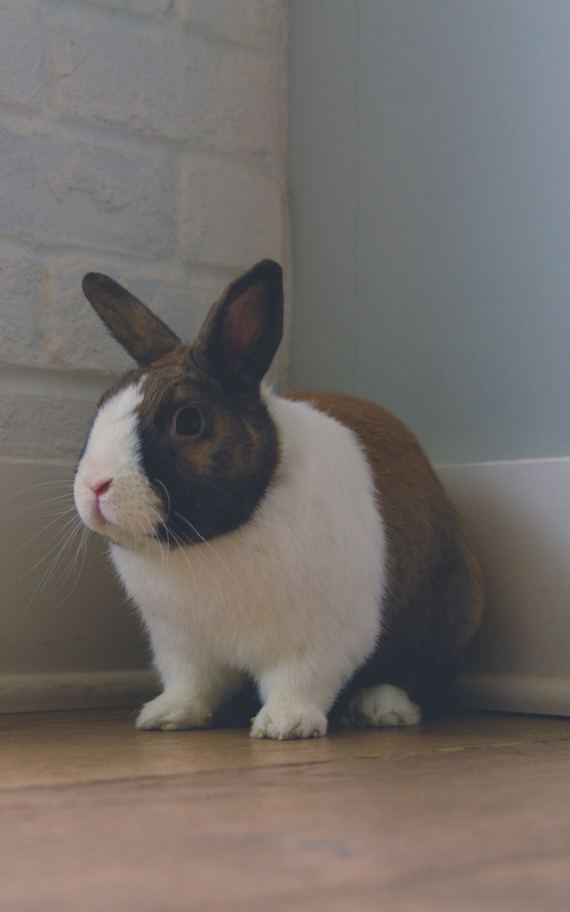 Wallpaper Rabbit, Ears, Cute - Rabbit Unsplash - 800x1280 Wallpaper ...