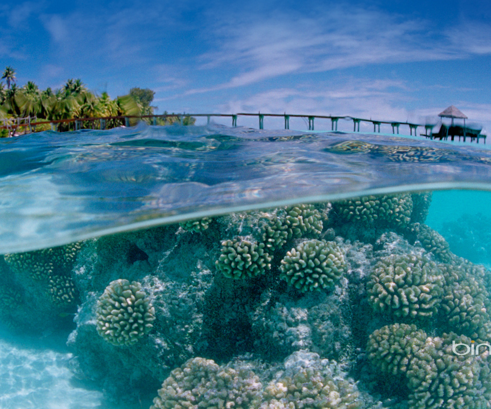 Bing Wallpaper For Desktop Full Hd - 960x800 Wallpaper - teahub.io