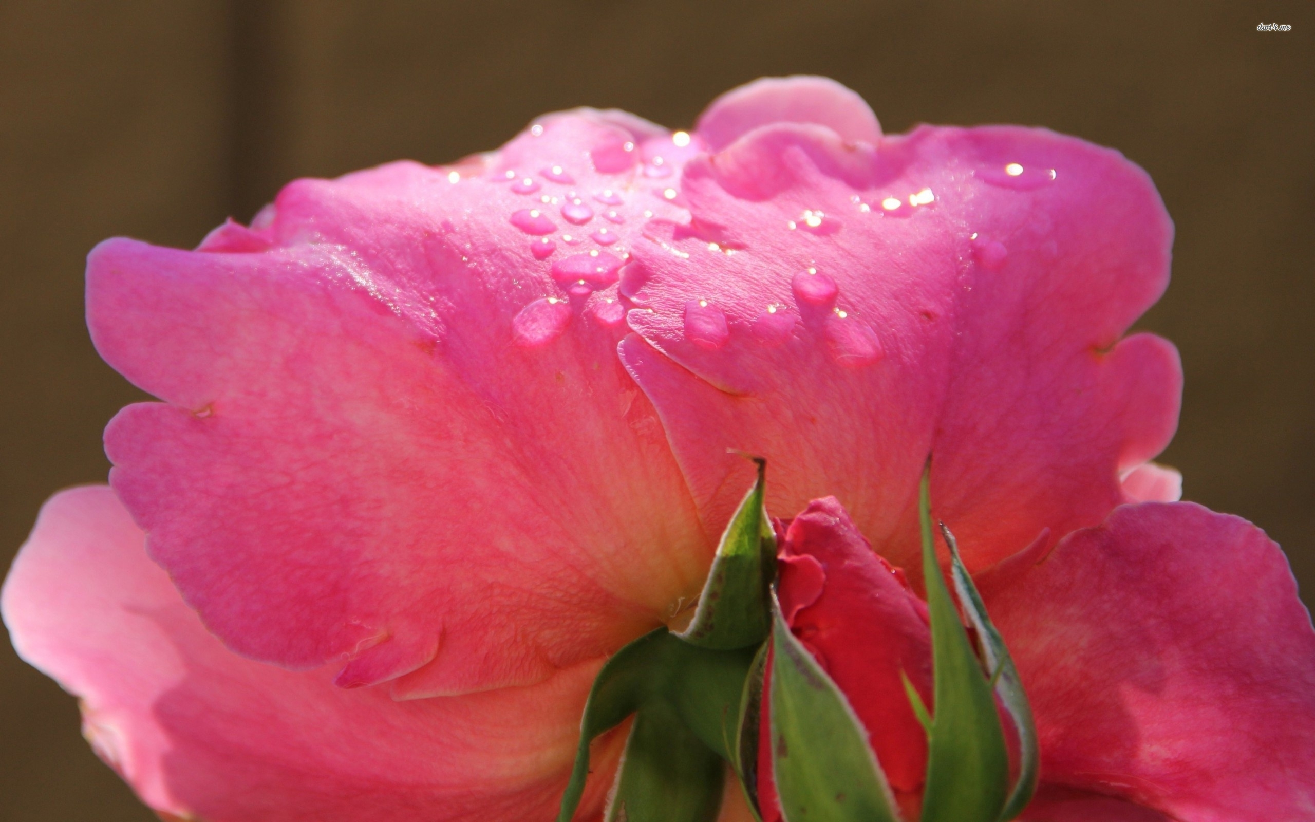 Wallpaper 2560x1600 Wallpaper Teahub Io