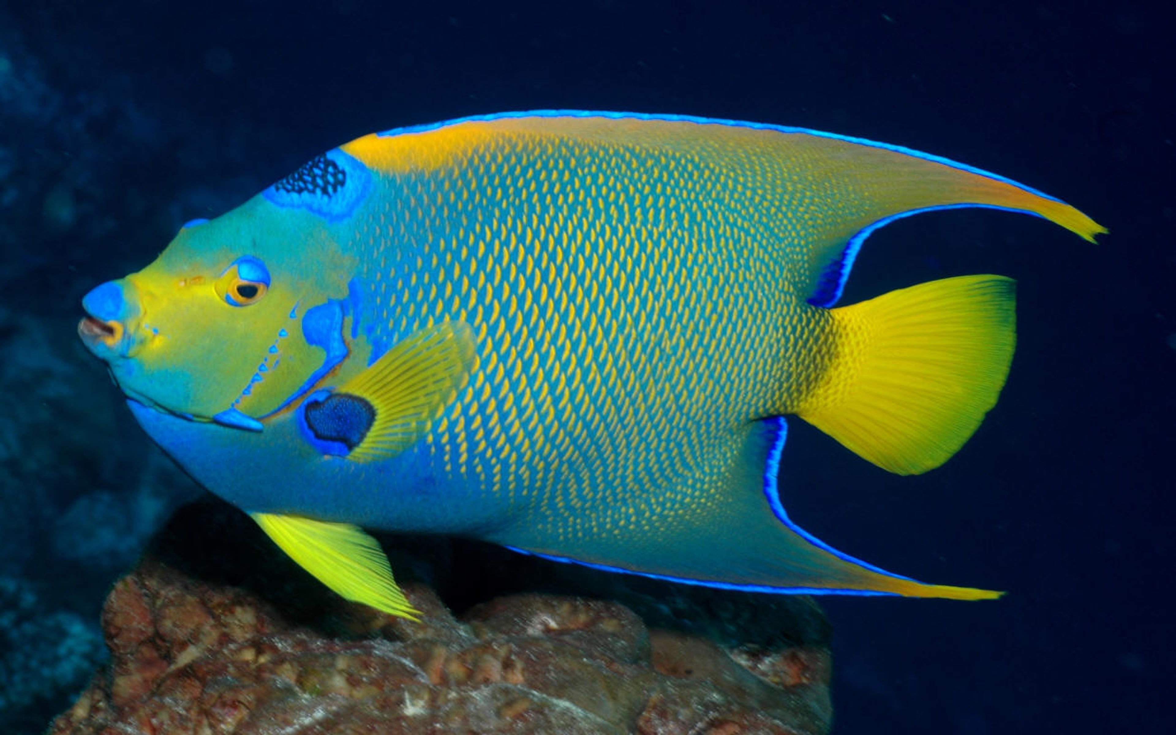 Blue Angel Fish Bermuda Reef - 3840x2400 Wallpaper - teahub.io