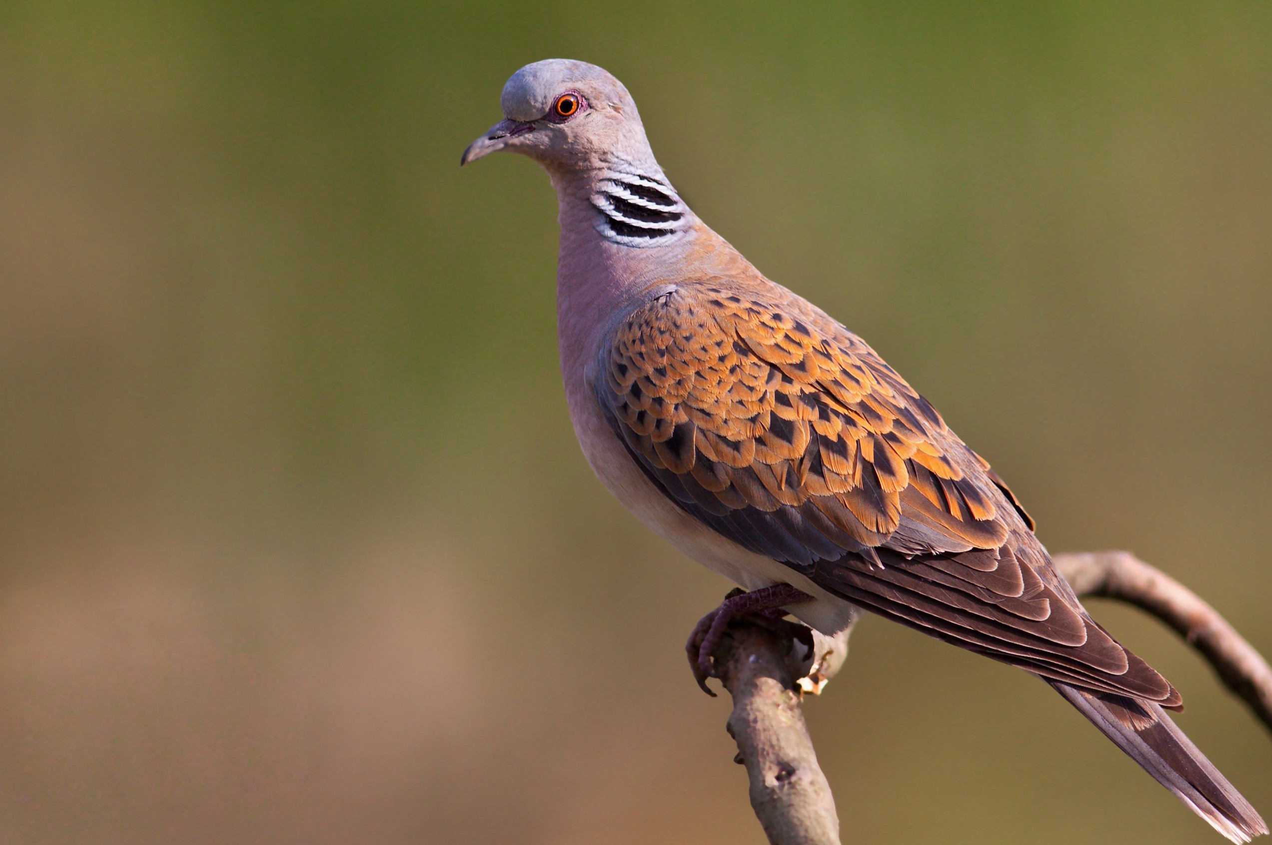 Stock Dove - 2545x1692 Wallpaper - teahub.io