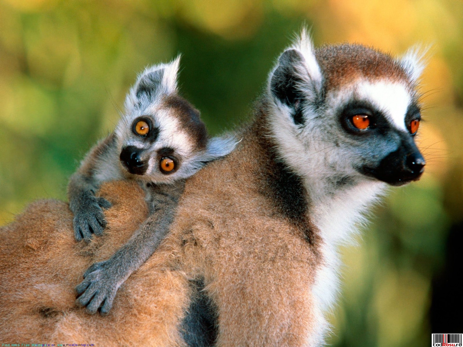Pui De Lemur Wallpaper - Lemurs Monkey - 1920x1440 Wallpaper - teahub.io
