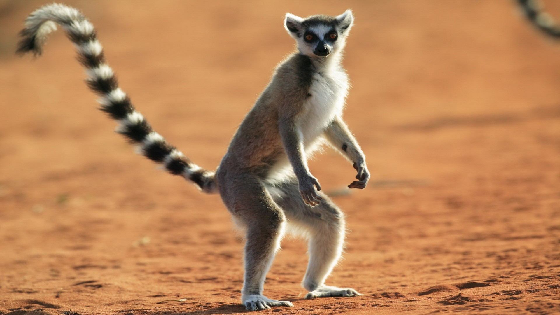 Ring Tailed Lemur Standing Up - 1920x1080 Wallpaper - teahub.io