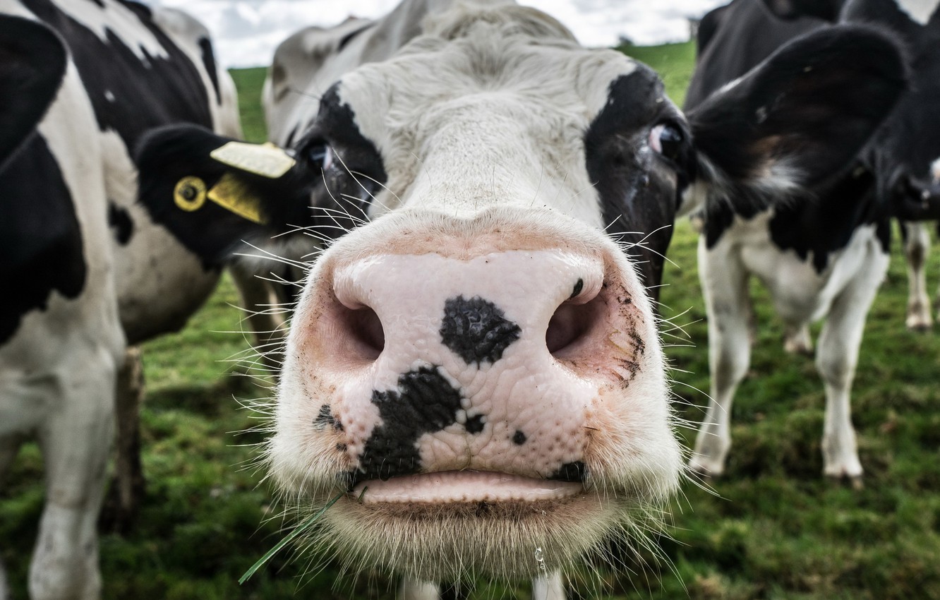 Photo Wallpaper Face, Macro, Cow - Cow Face - 1332x850 Wallpaper ...