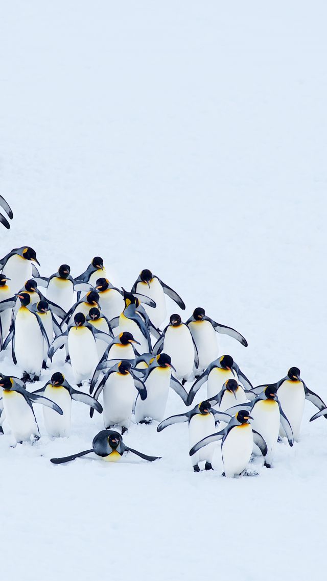 Penguins, Snow, Winter, 4k - Penguin In Snow - 640x1138 Wallpaper ...