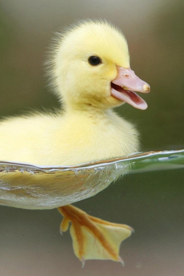 Yellow Duck Wallpaper