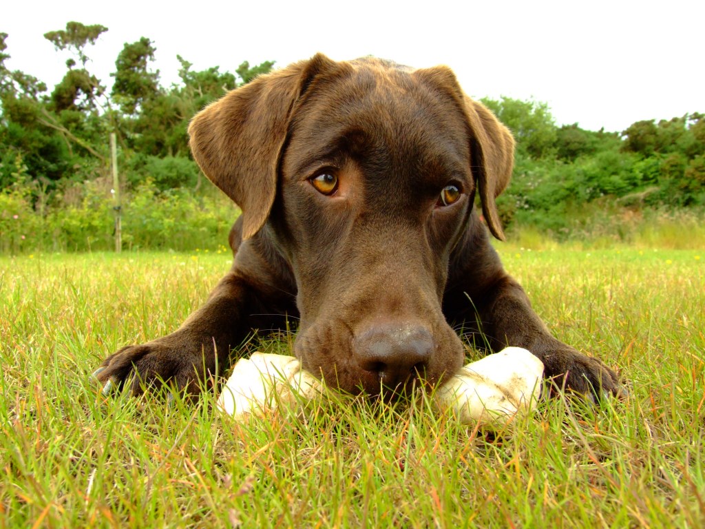 Labrador Chocolate Gif - 1024x768 Wallpaper - teahub.io