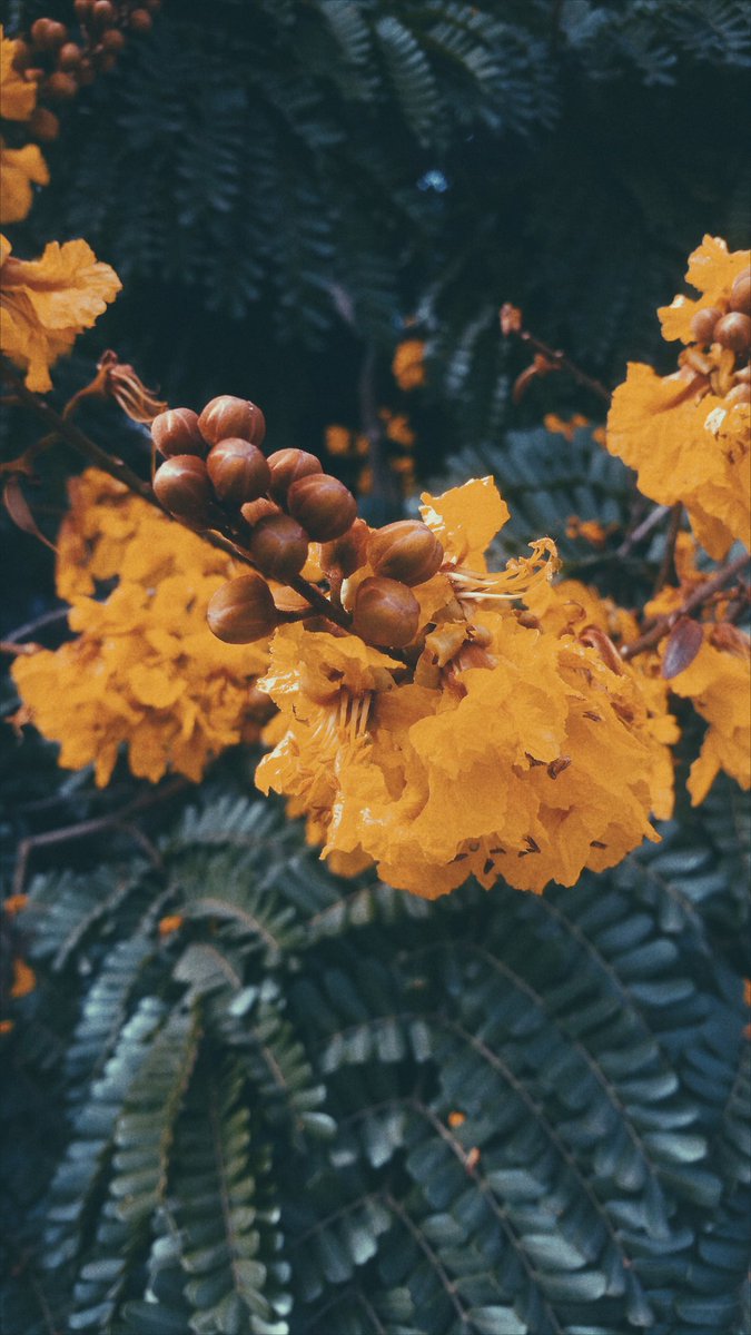 Fall Vsco Backgrounds - 675x1200 Wallpaper - teahub.io