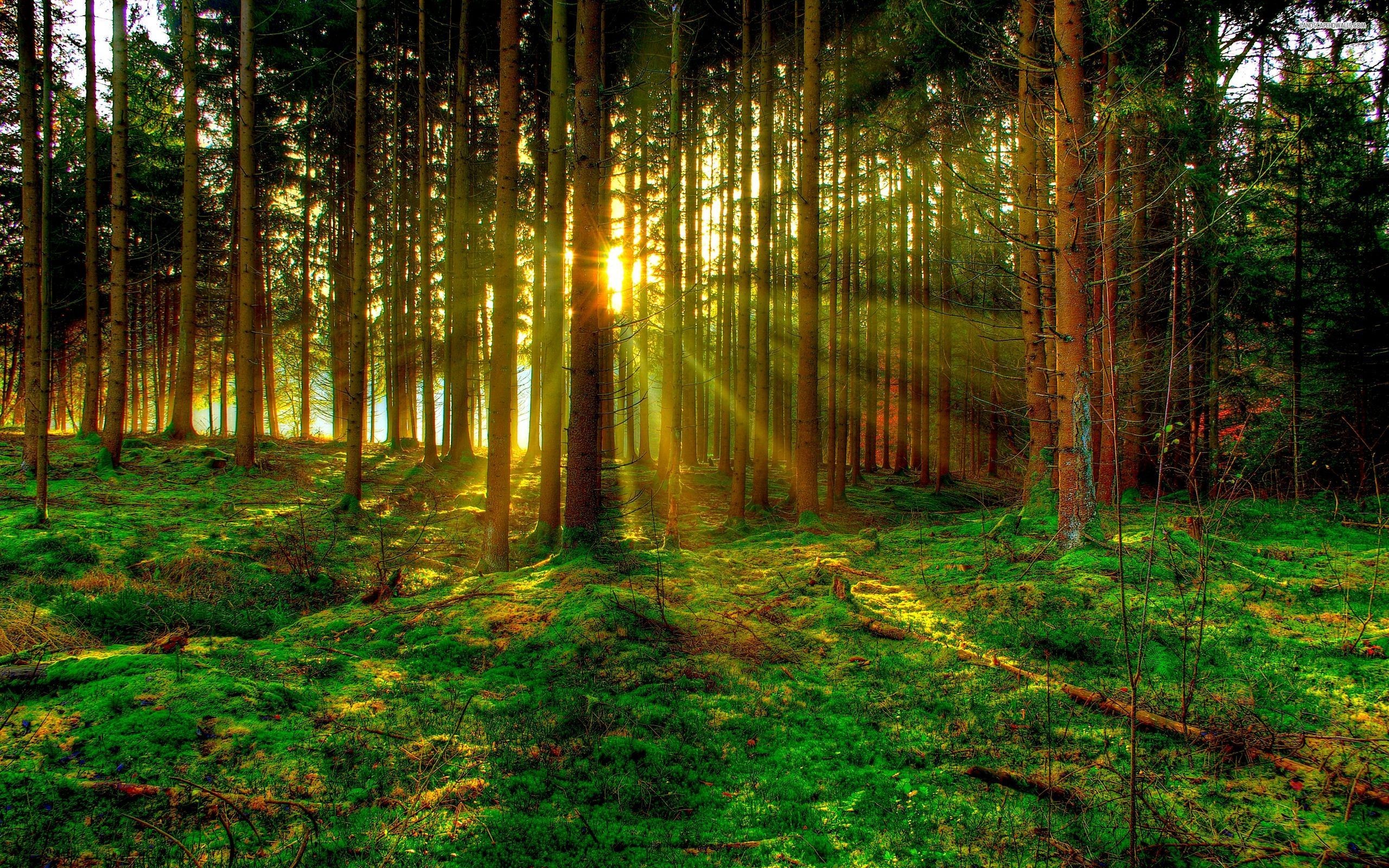 Trees And Sun - 2560x1600 Wallpaper - teahub.io