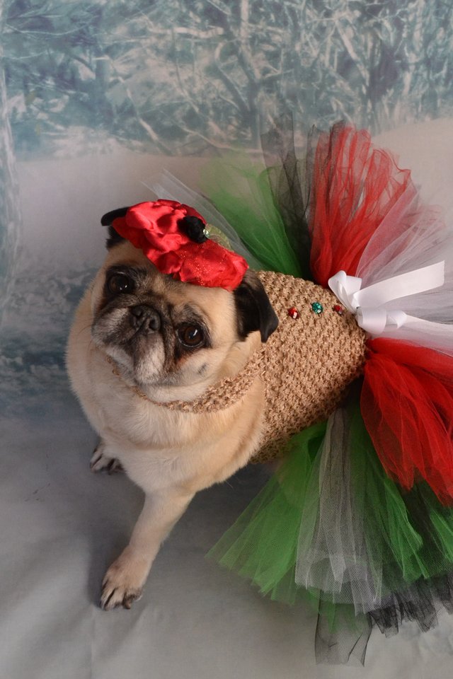 Sugar Plum Pug Princess - Pugs In Costume Princess - 640x960 Wallpaper ...