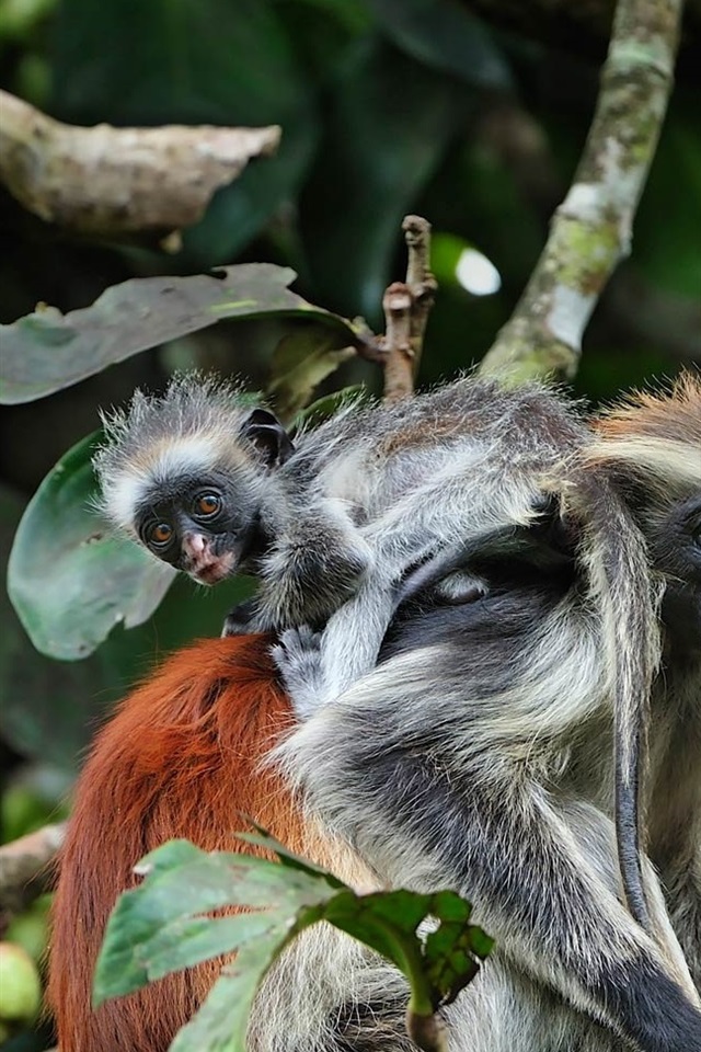 Zanzibar Red Colobus - 640x960 Wallpaper - teahub.io
