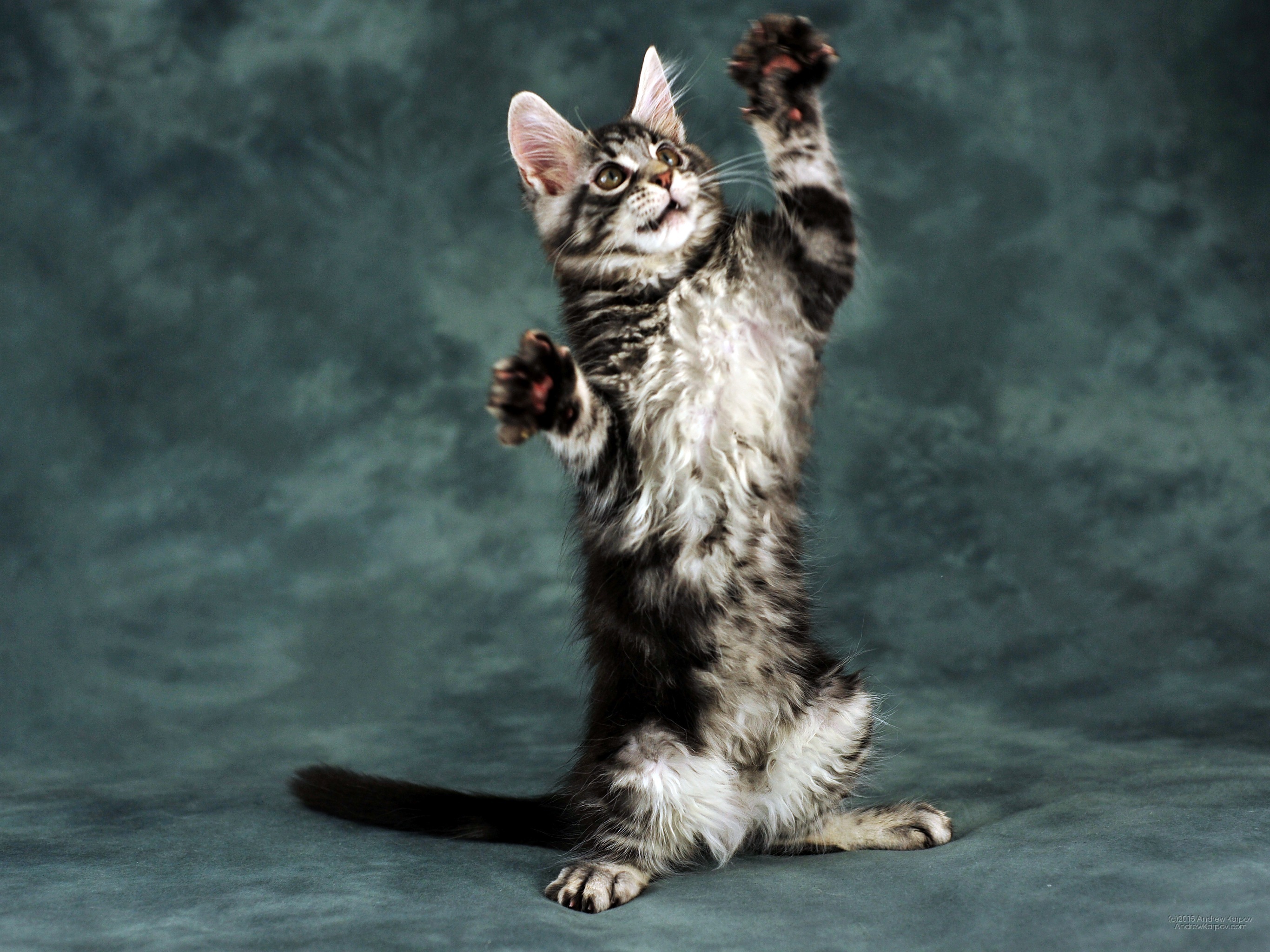 Fabulous House Pet - Squitten - 2732x2048 Wallpaper - teahub.io