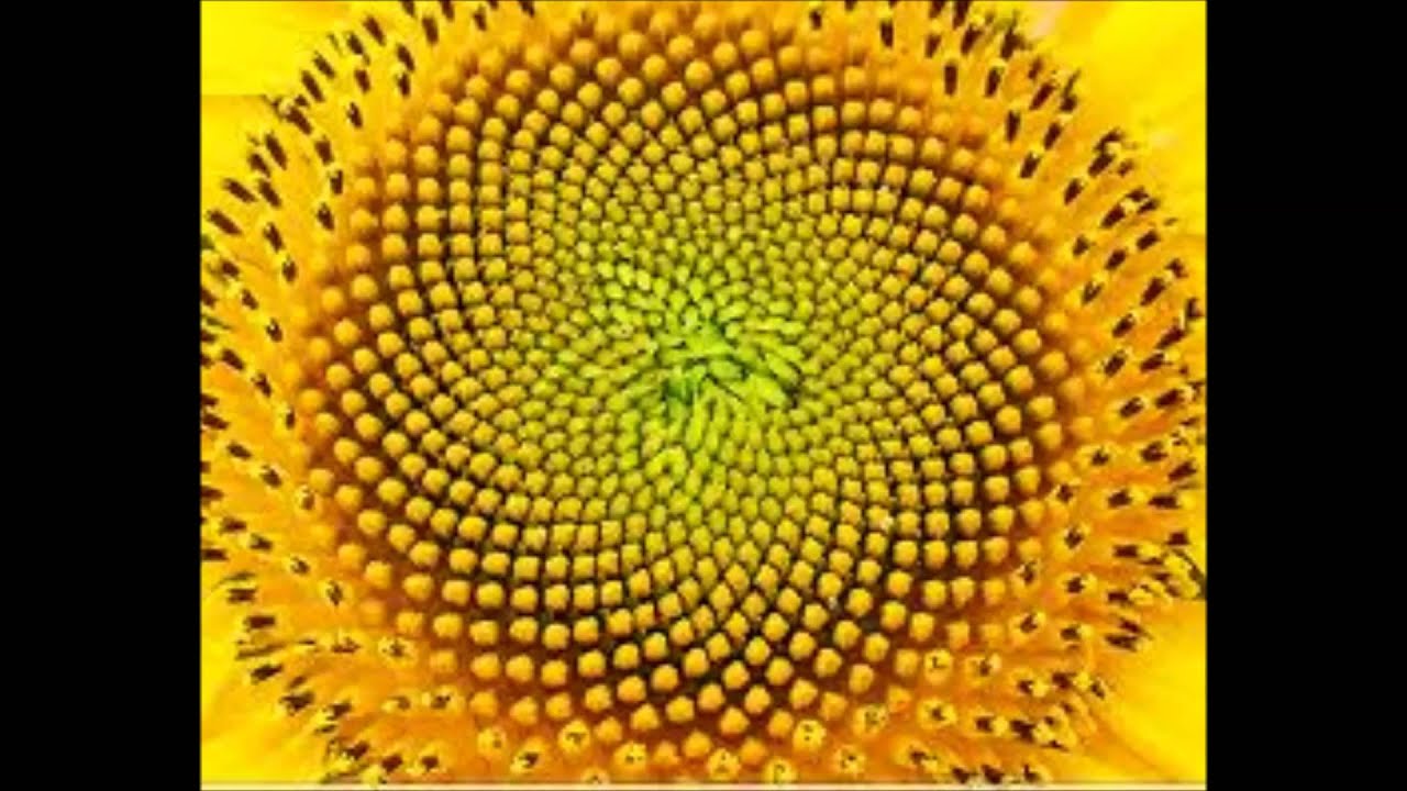 Fibonacci Sequence Wallpaper Fibonacci HD Wallpaper Wallpapers.net