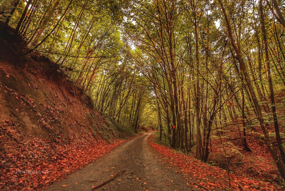 Sand Road Between In Forest 8k Wallpaper - 1140x767 Wallpaper - teahub.io