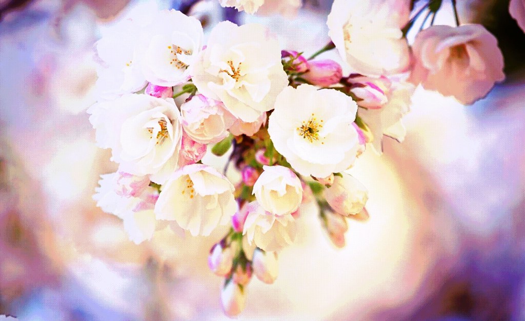 Spring Wallpapers For Ipad - 1024x627 Wallpaper - teahub.io