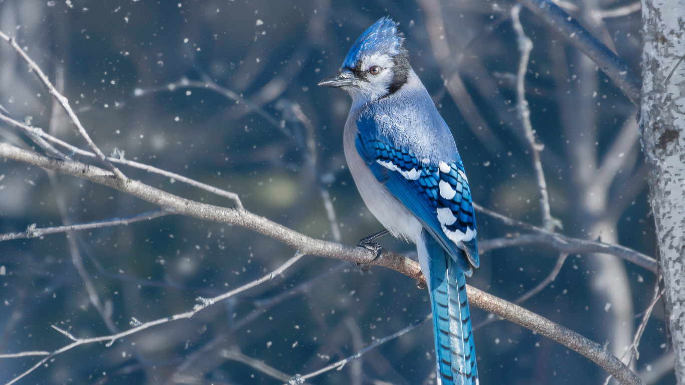 Blue Jays In Winter - 1366x768 Wallpaper - teahub.io