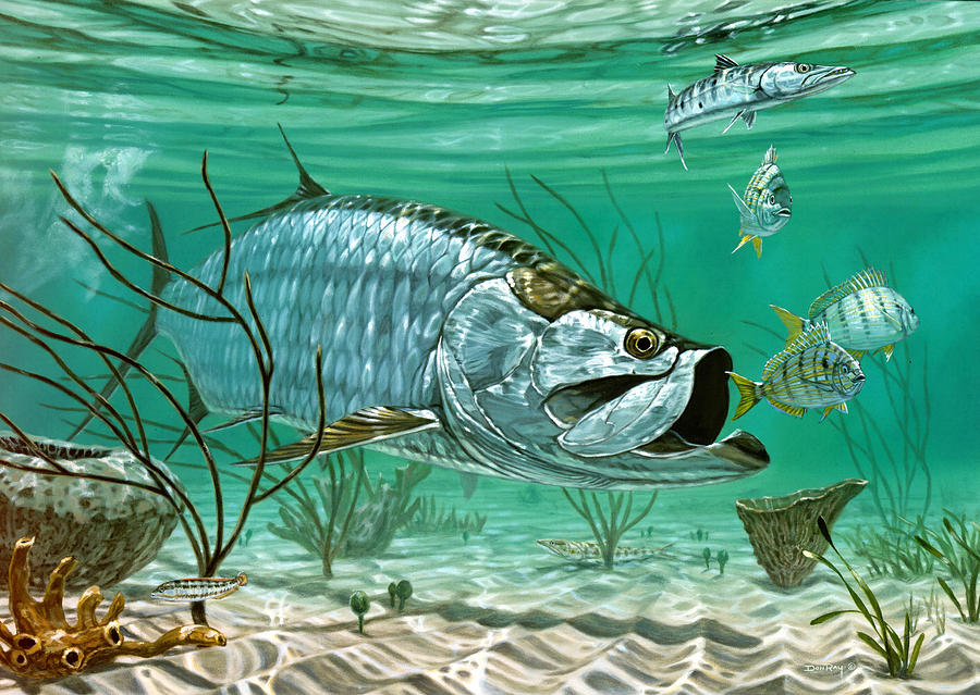 Marquesas Keys Tarpon - 900x639 Wallpaper - teahub.io
