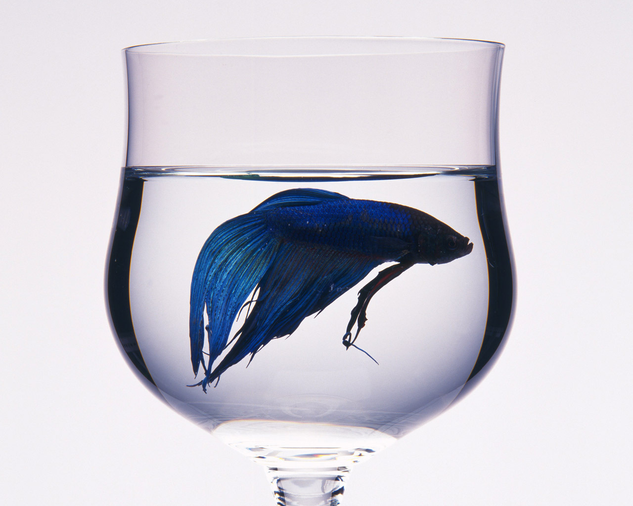 Blue Beta For Berni - 蓝 色 斗 鱼 - 1280x1024 Wallpaper - teahub.io