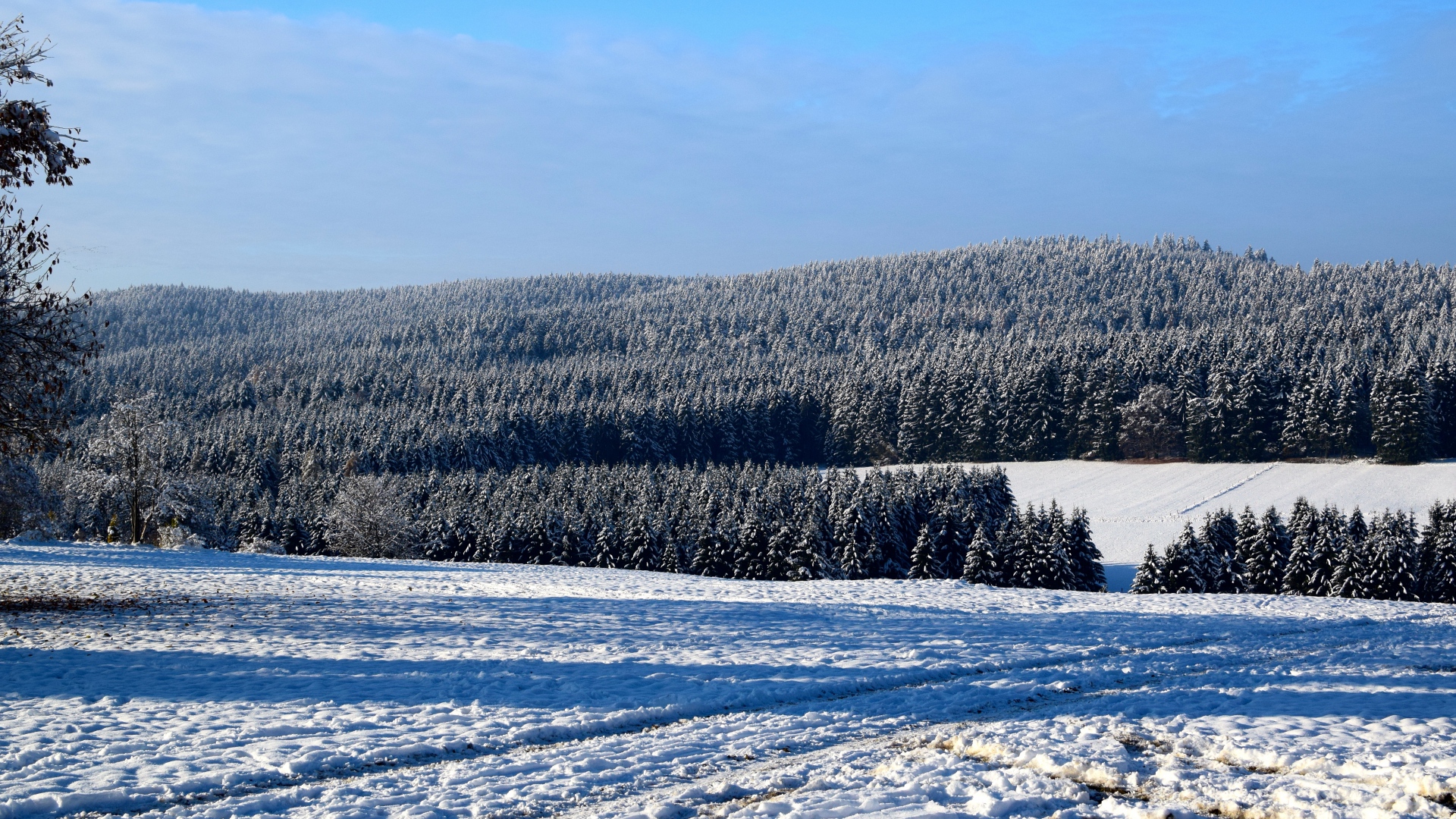 Wallpaper Forest Snow Fir-tree Finland - Winter Forest Wallpaper Field ...