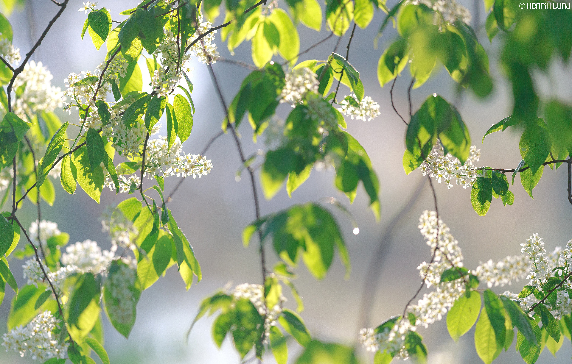 A Hackberry In Blossom - Spring Wallpaper Finland - 1920x1223 Wallpaper ...