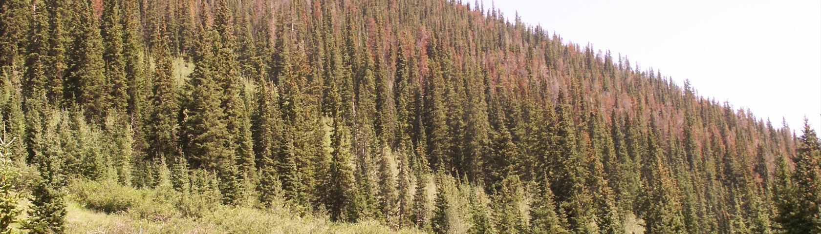 Colorado Rockies - Shortleaf Black Spruce - 1680x480 Wallpaper - teahub.io