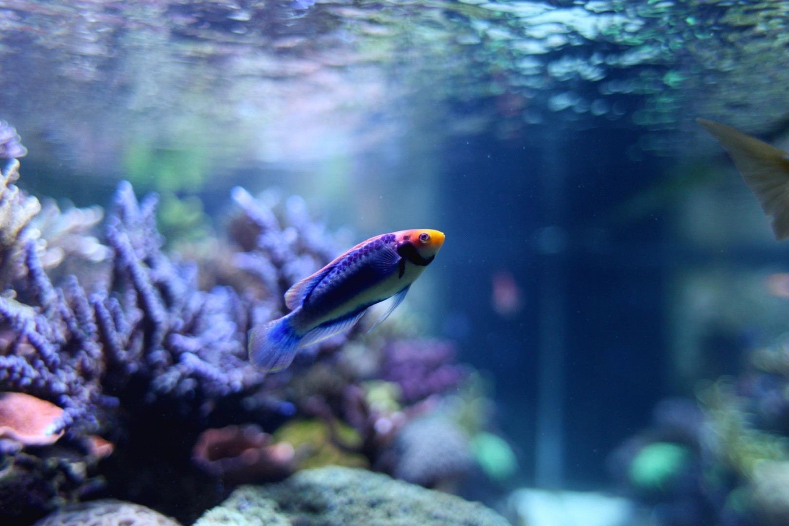 High Resolution Aquarium Hd - 1620x1080 Wallpaper - teahub.io