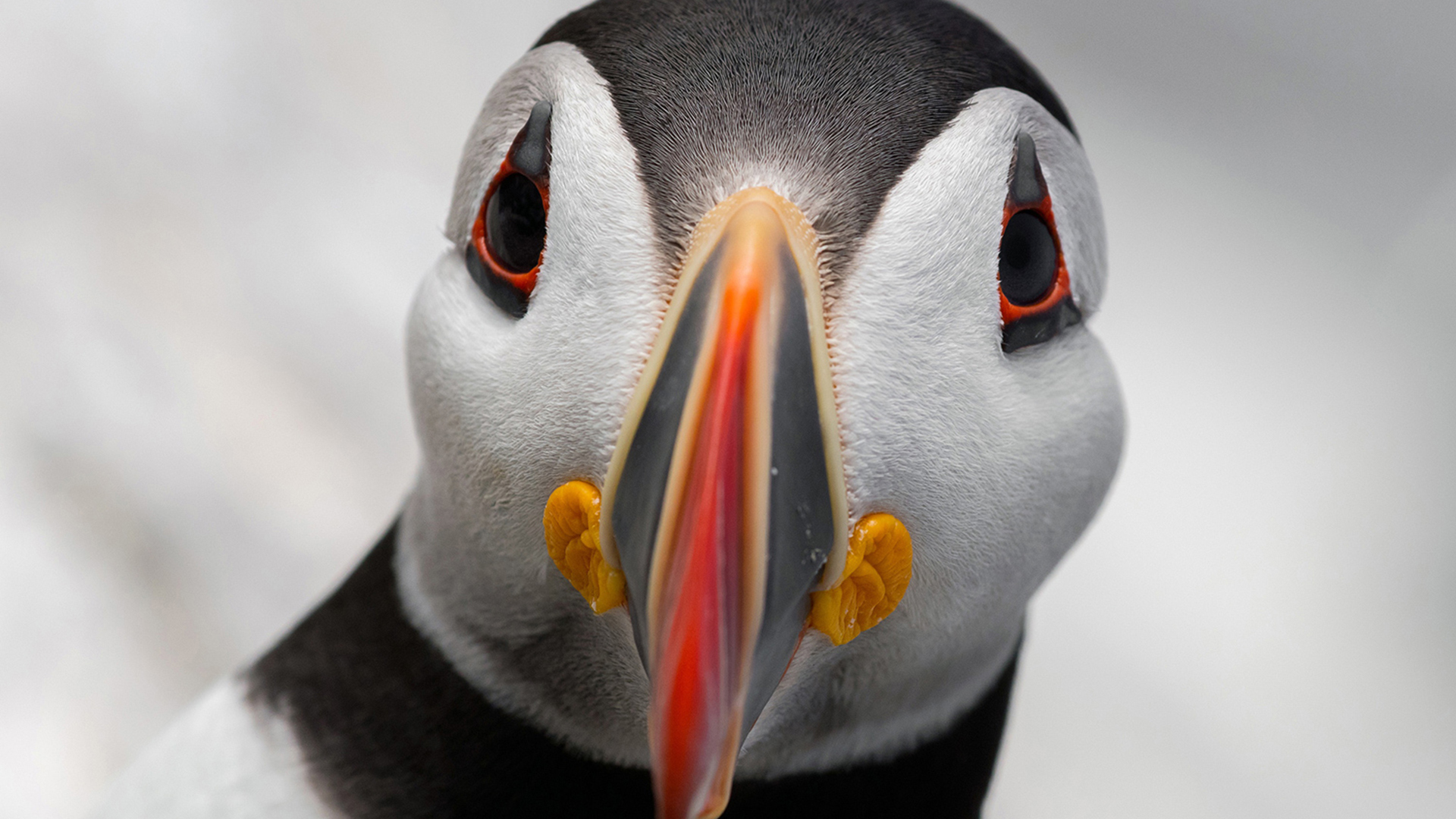 Atlantic Puffin - 1920x1080 Wallpaper - teahub.io