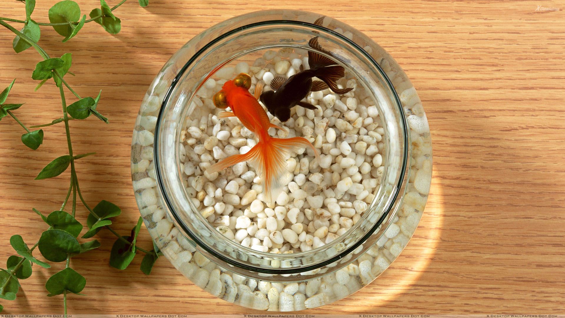 Top View Of Aquarium Fish - 1920x1080 Wallpaper - teahub.io