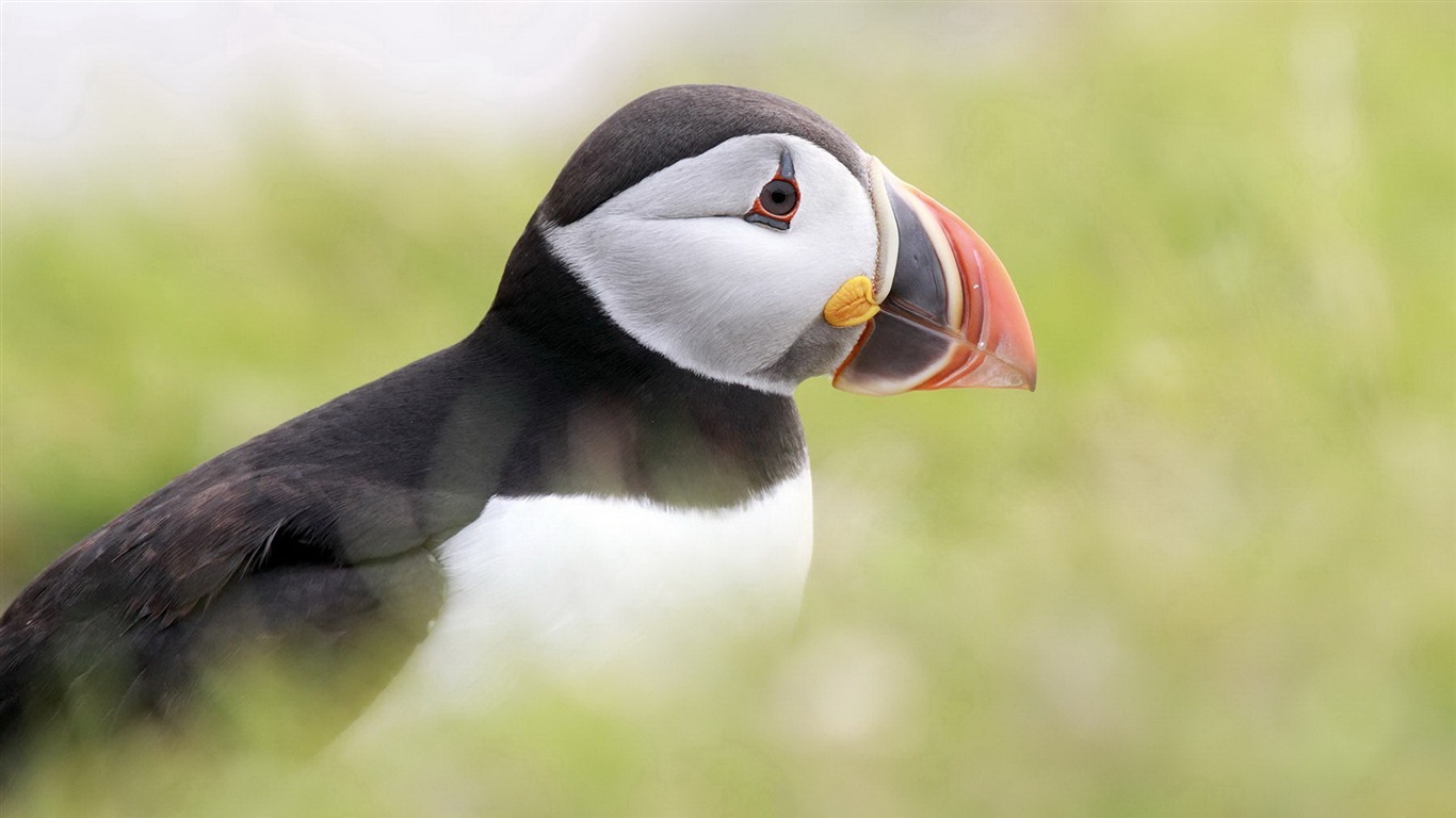 Cute Elf Puffin Bird Photography Wallpaper - Puffin - 1366x768 ...
