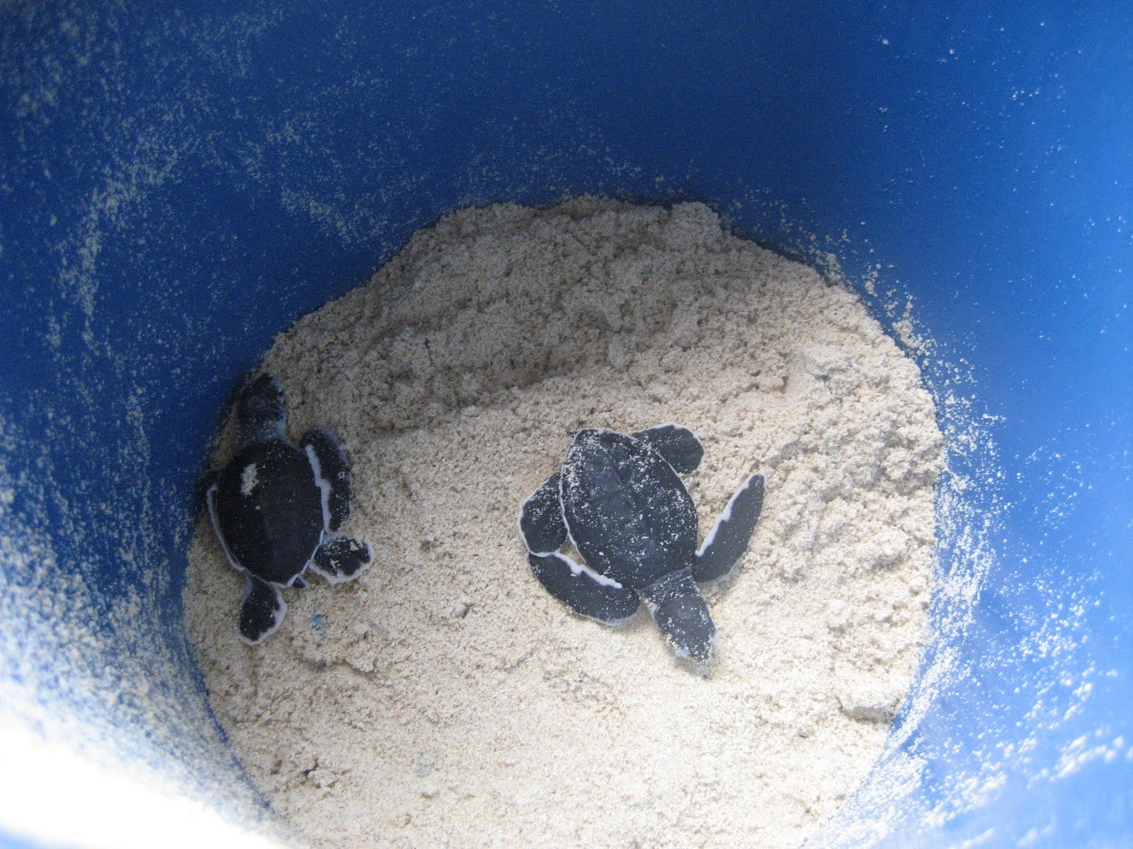 Olive Ridley Sea Turtle - 1600x1200 Wallpaper - teahub.io