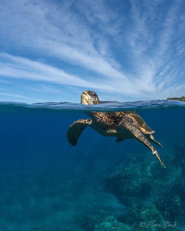Sea Turtle Getting Air - 640x800 Wallpaper - teahub.io