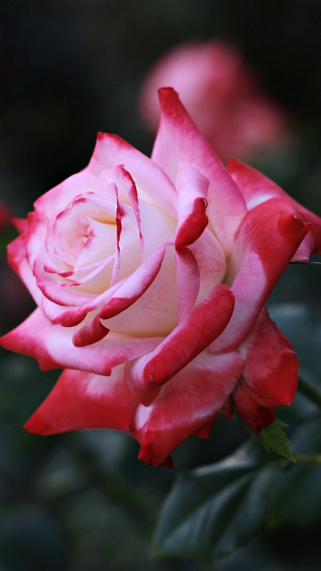 Roses Wallpaper Iphone Hd - 1080x1920 Wallpaper - teahub.io