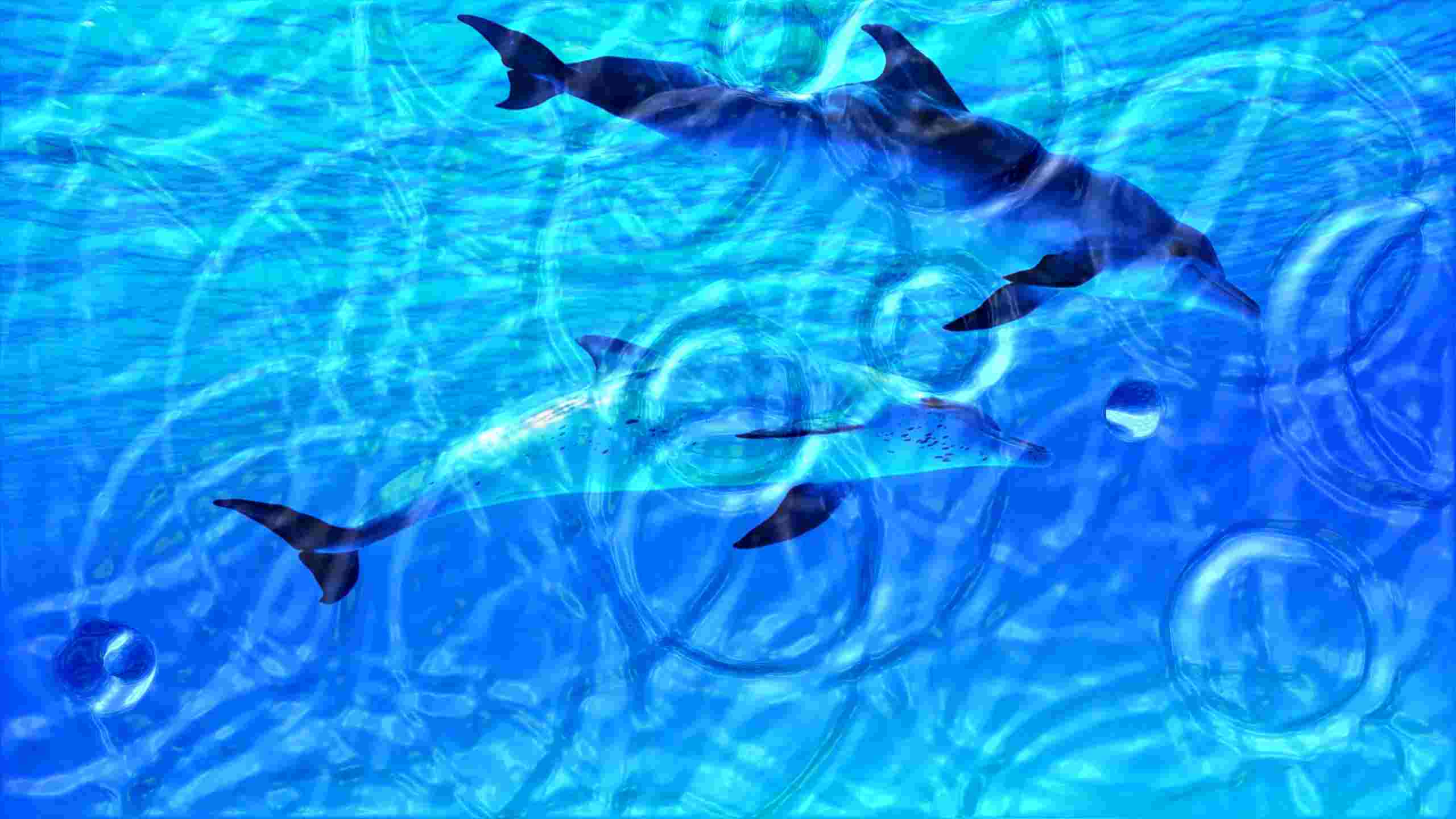 animation-effect-live-animated-2560x1440-wallpaper-teahub-io