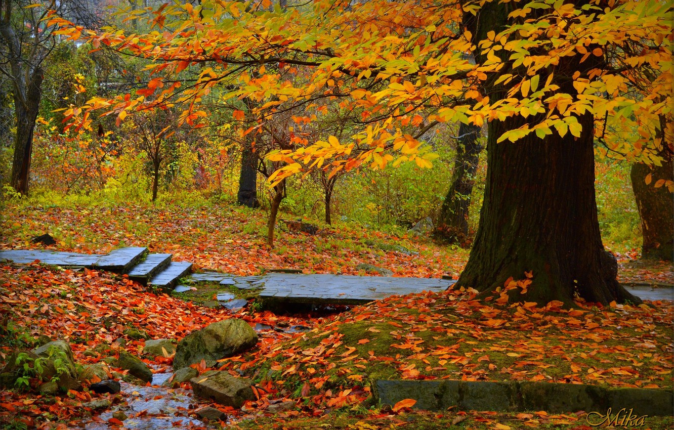 Photo Wallpaper Autumn, Trees, Park, Fall, Foliage, - Autumn - 1332x850 ...