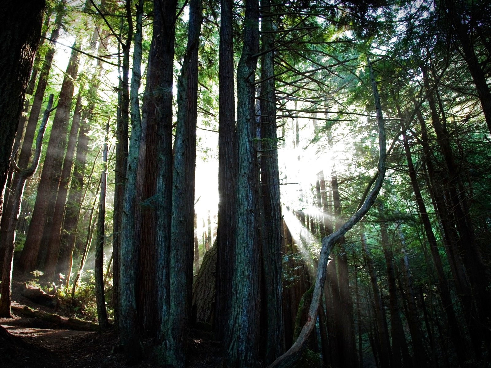 Old-growth Forest - 1600x1200 Wallpaper - teahub.io