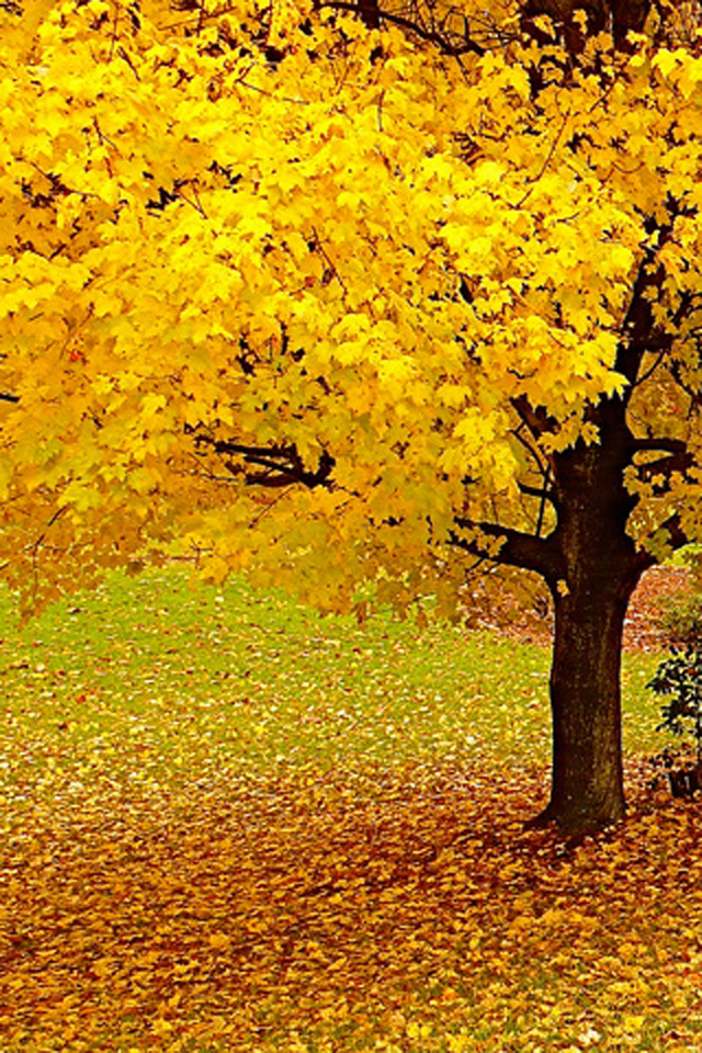 Autumn Tree Wallpaper - Yellow Tree - 640x960 Wallpaper - teahub.io