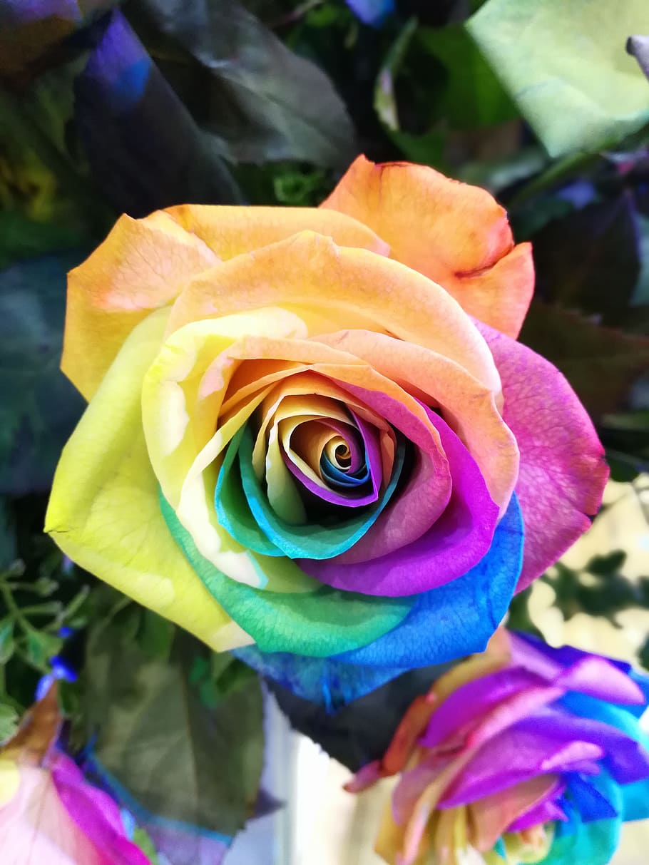 Rainbow Rose Wallpaper - 910x1213 Wallpaper - teahub.io
