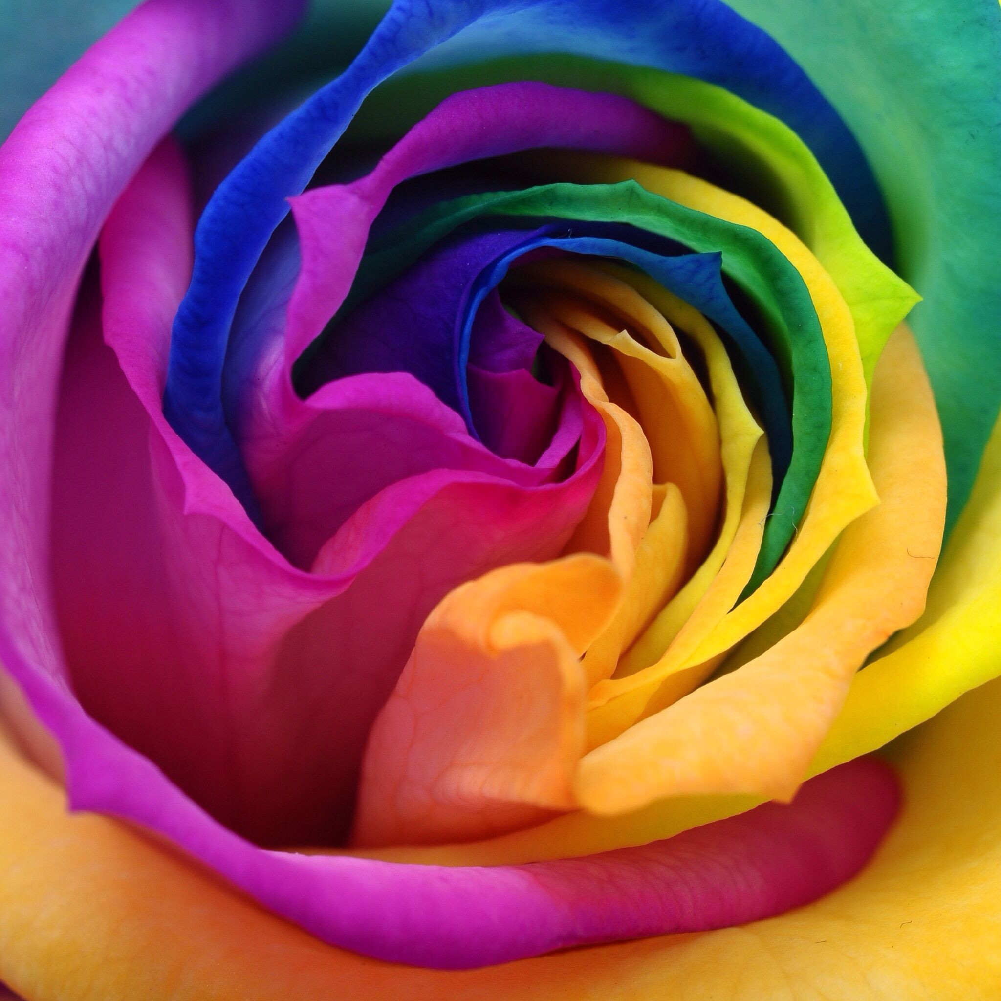 2048x2048, Rainbow Rose - Lgbtq Domestic Violence - 2048x2048 Wallpaper ...