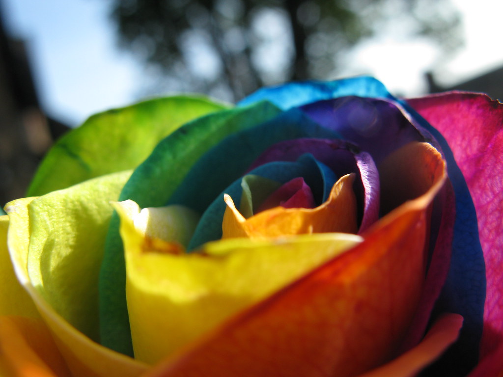 Rainbow Rose - 1024x768 Wallpaper - teahub.io