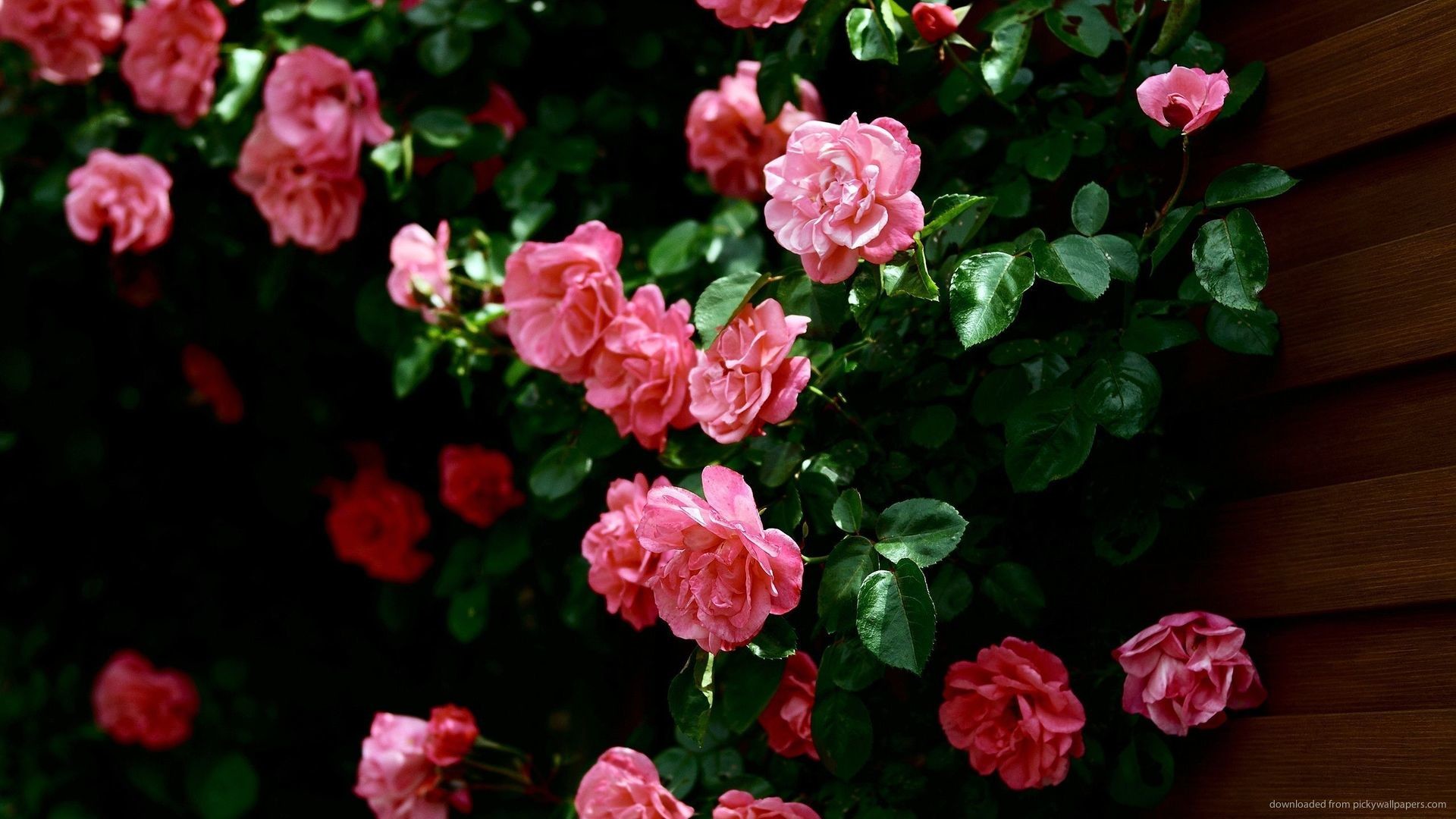Pink Roses Picture Data-src - Roses Screensaver - 1920x1080 Wallpaper ...