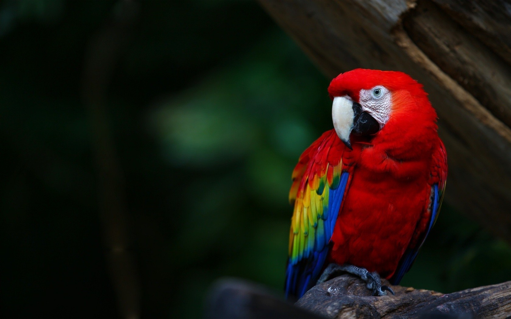 Parrot Bird Wallpaper - 1680x1050 Wallpaper - teahub.io