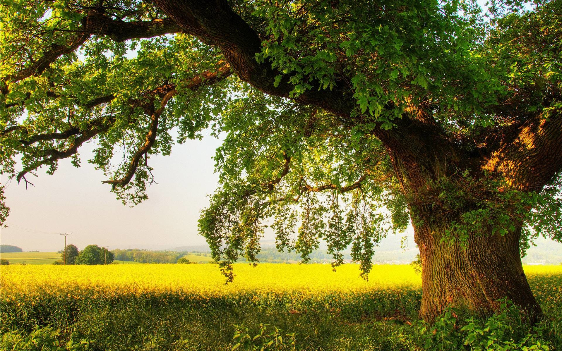 Oak Tree Wallpaper - Oak Tree In Field - 1920x1200 Wallpaper - teahub.io