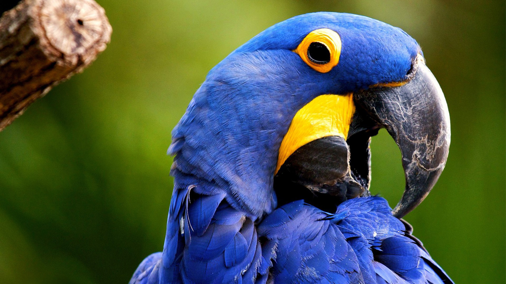 Hyacinth Macaw Meme - 1920x1080 Wallpaper - teahub.io
